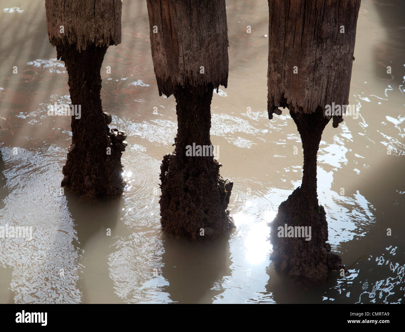 Rotting wooden posts in a Venetian canal Stock Photo - Alamy
