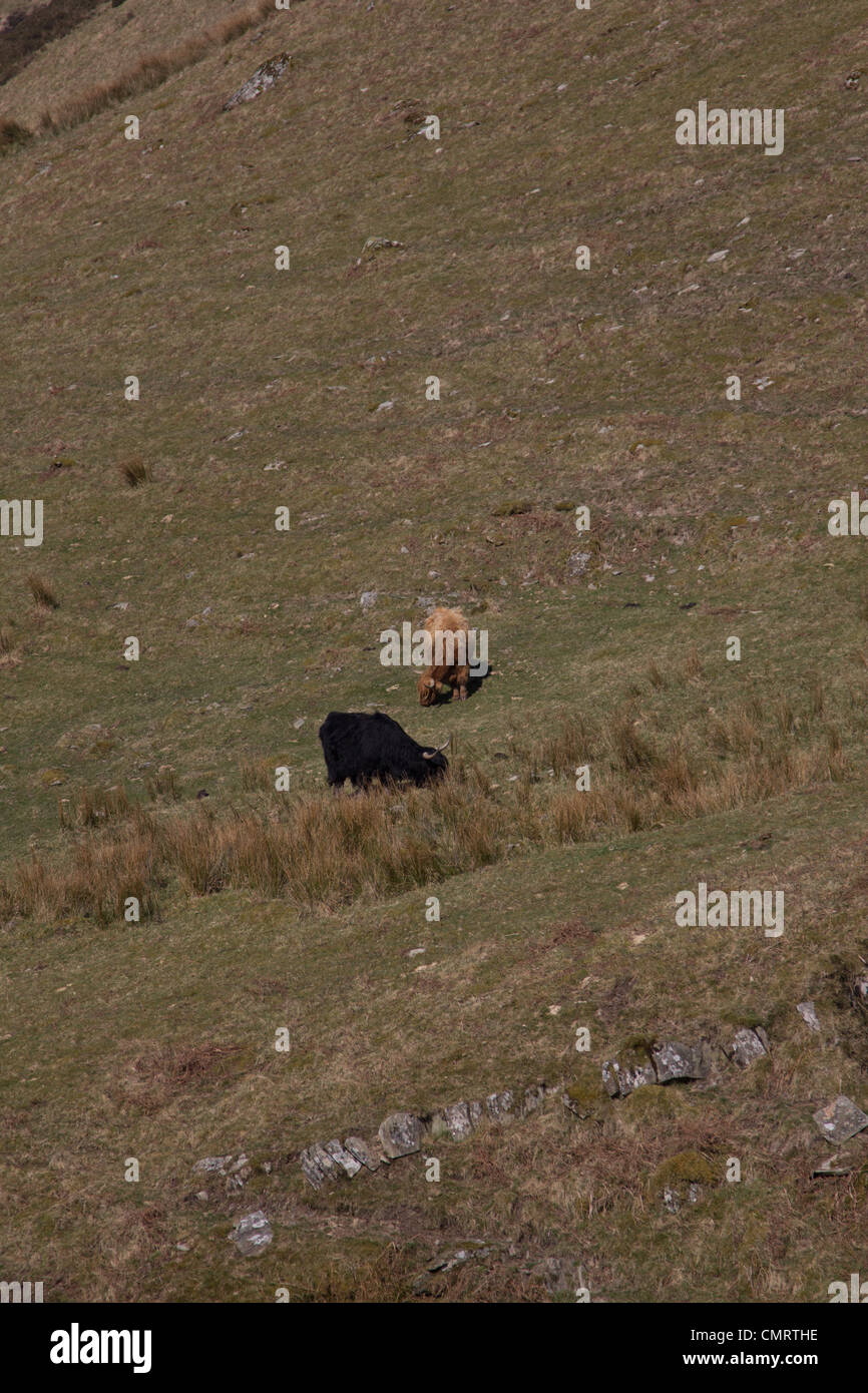Highland Cattle at Cwm Elan, Elan Valley, Wales Stock Photo - Alamy