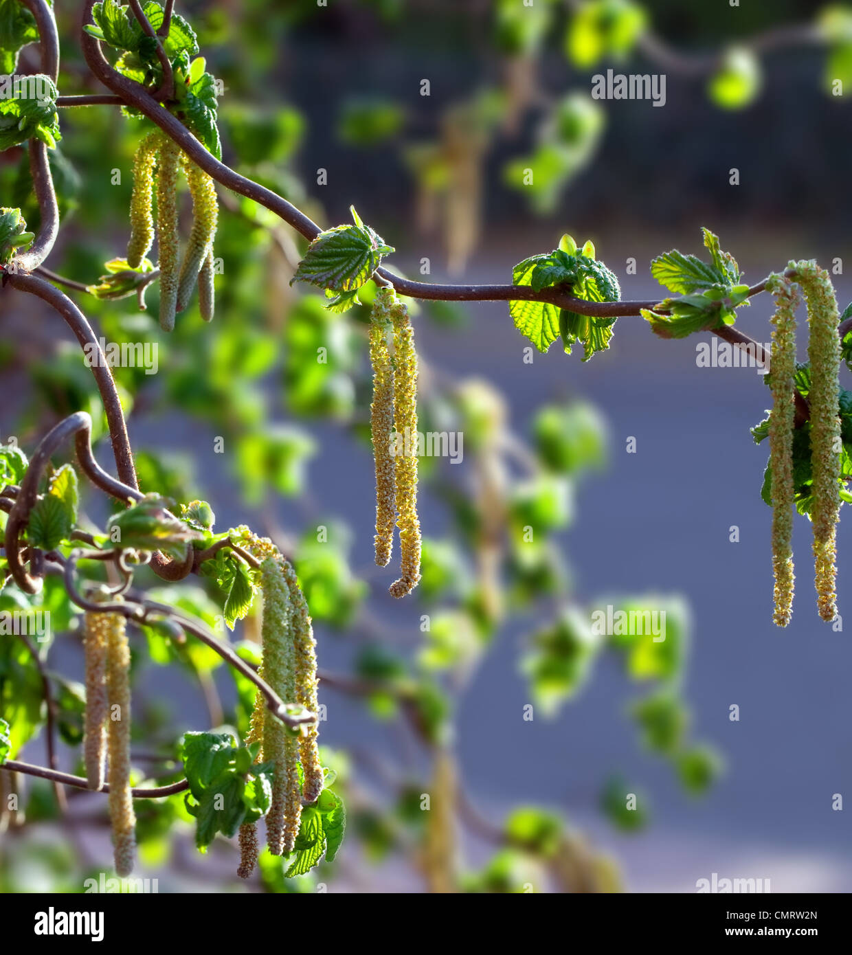 Hazel branch hi-res stock photography and images - Alamy