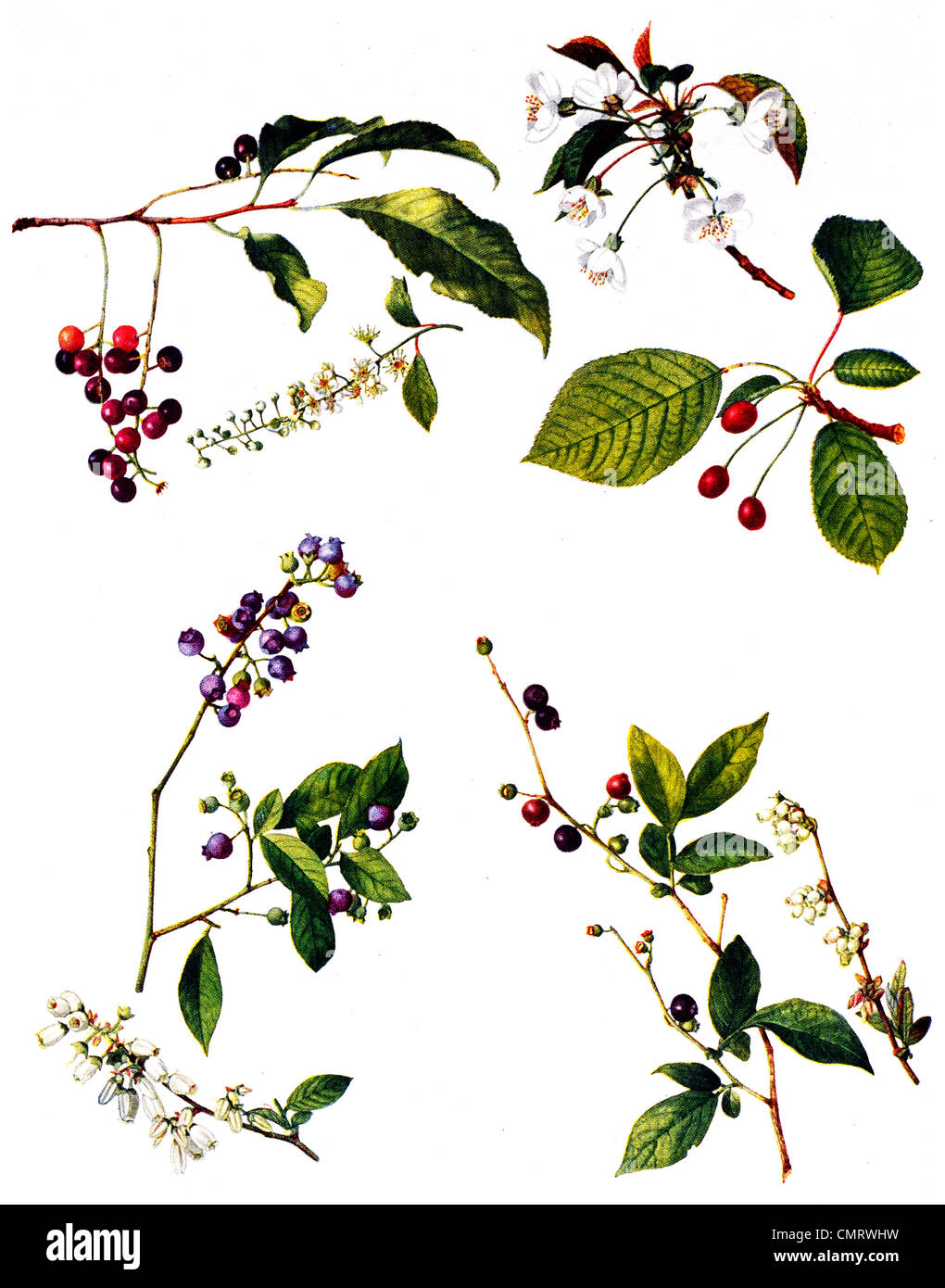 Early color printing Cut Out Stock Images & Pictures - Alamy