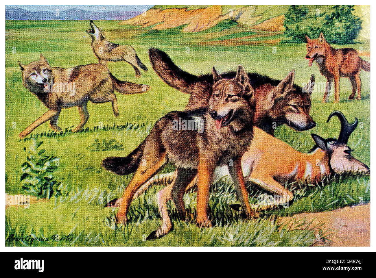 1919 Timber Wolf and Coyote dog Stock Photo - Alamy