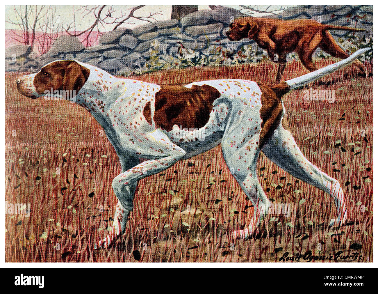 1919 Pointer dog pet Stock Photo - Alamy