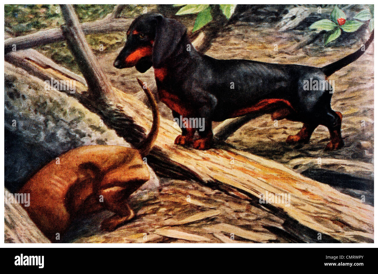 1919 Dachshund dog pet Stock Photo - Alamy