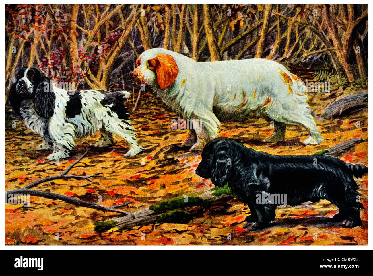 1919 Cocker Clumber Field Spaniel dog pet Stock Photo - Alamy