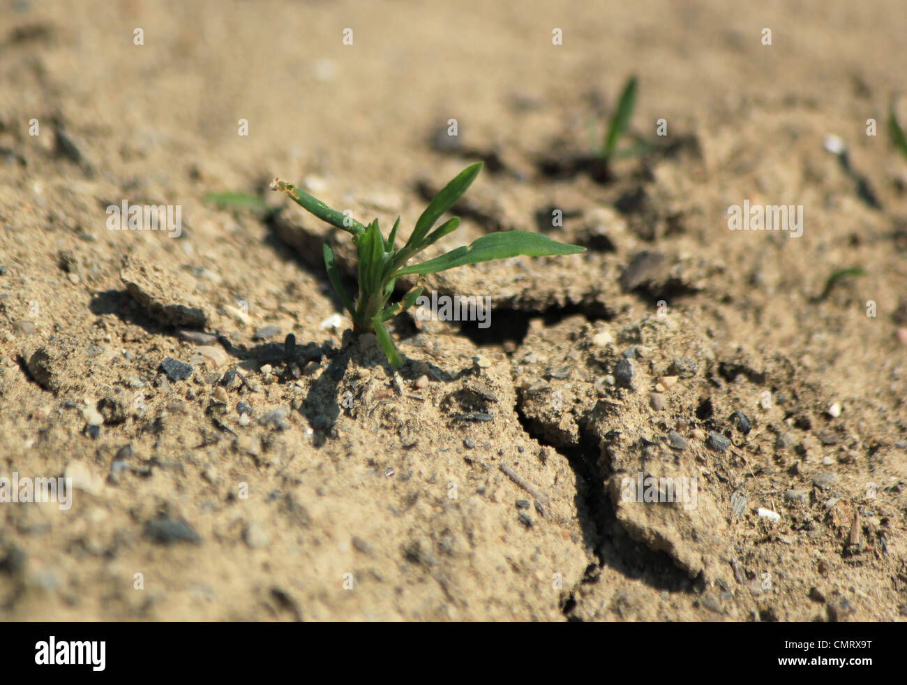 Dehydrated plant hi-res stock photography and images - Alamy