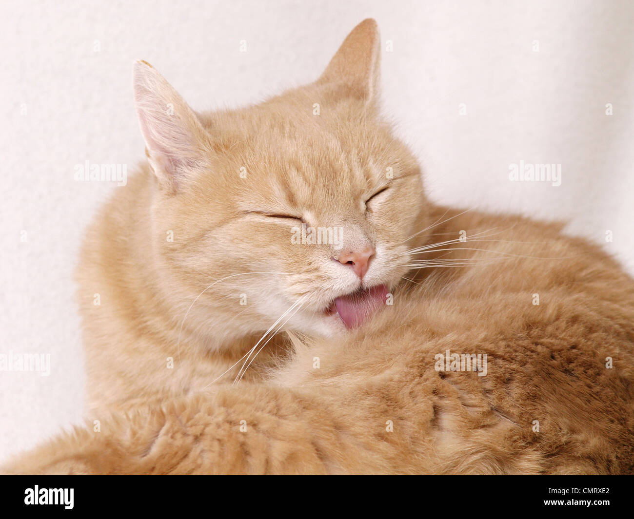 Cleaning cat eyes hi-res stock photography and images - Alamy