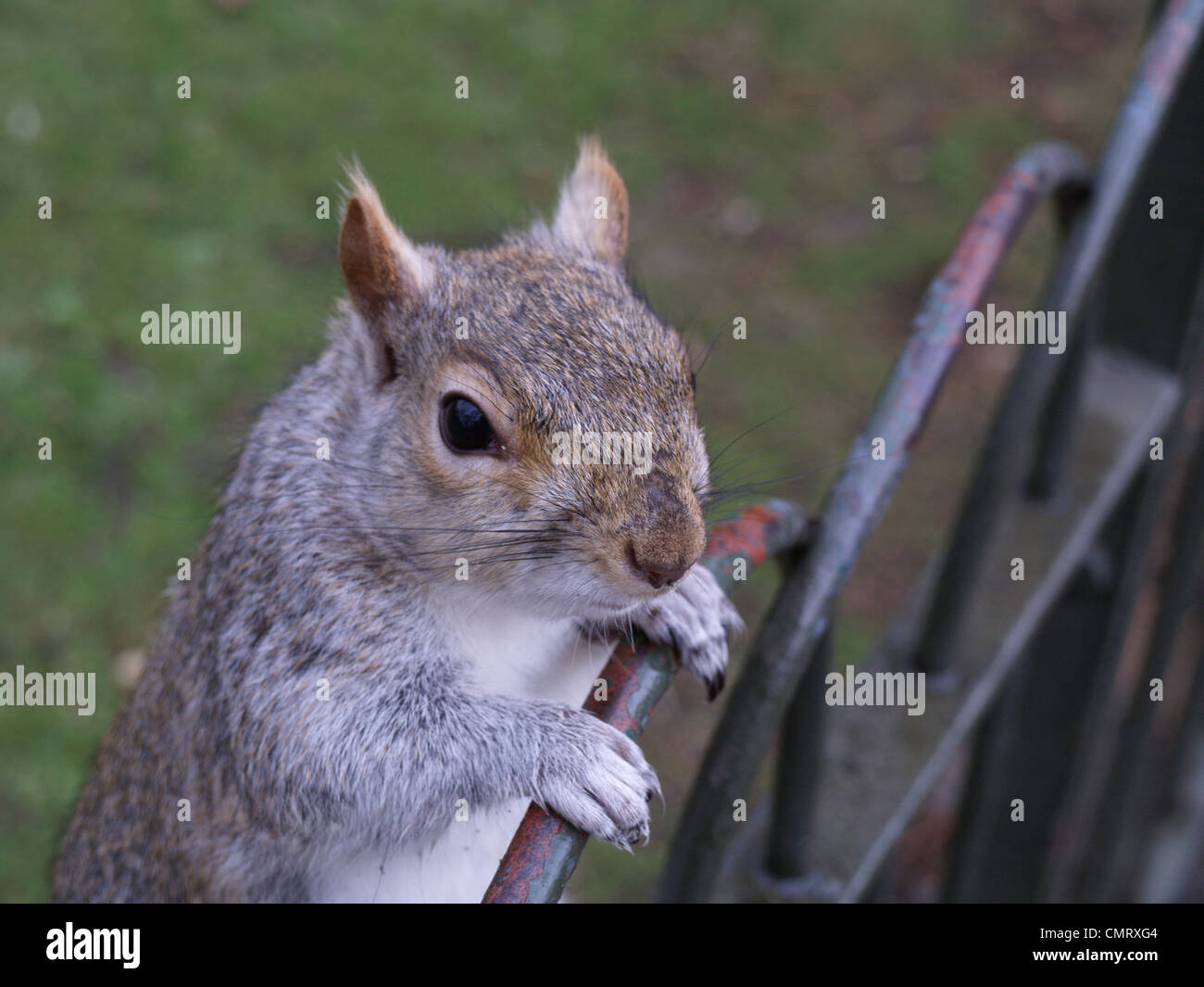 Chipmunk claws hi-res stock photography and images - Alamy