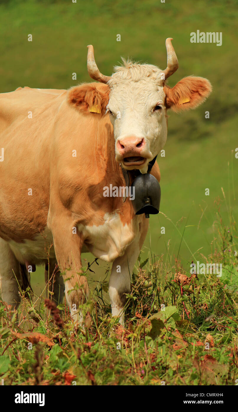 Bell around neck hi-res stock photography and images - Alamy