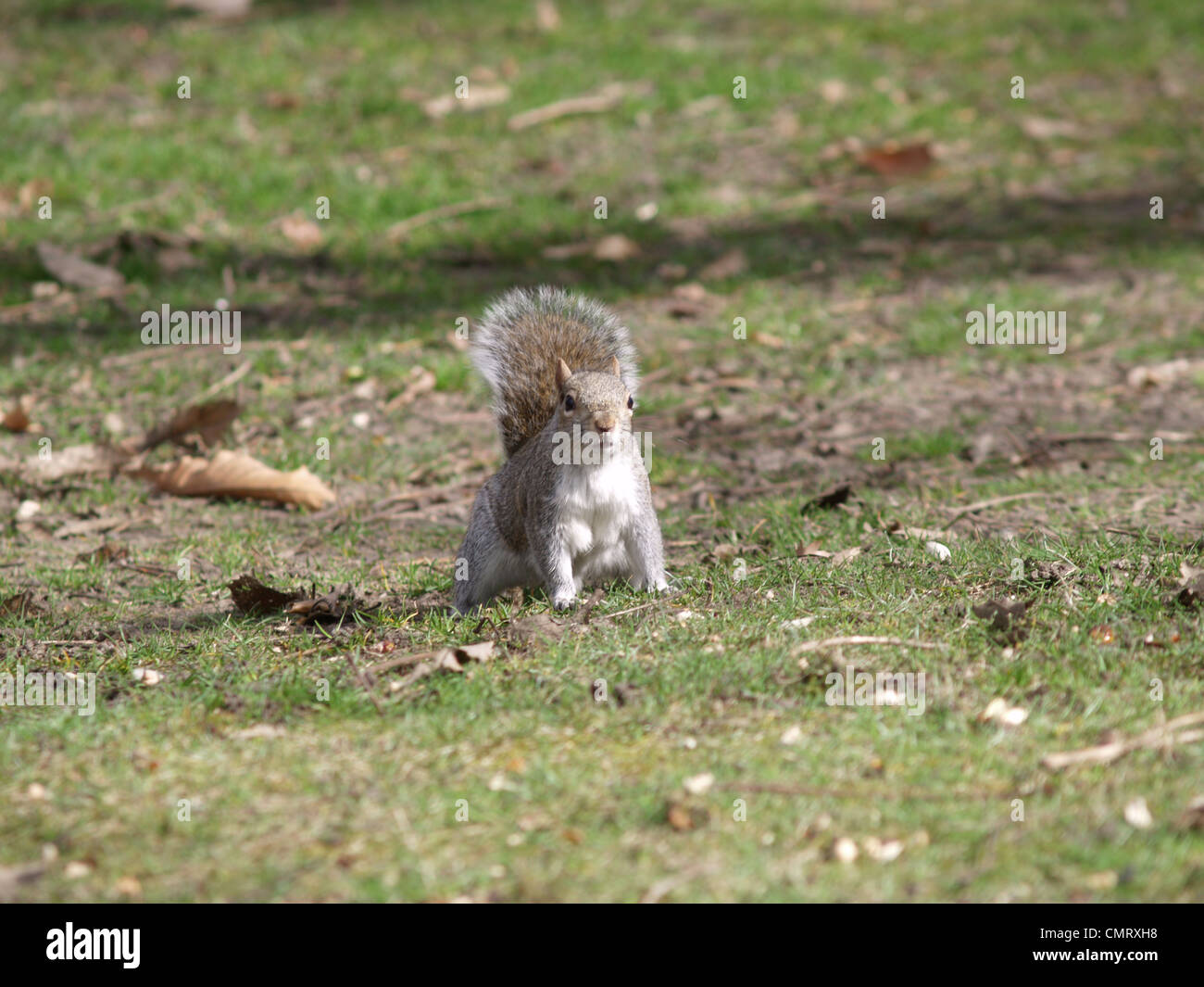 Chipmunk claws hi-res stock photography and images - Alamy
