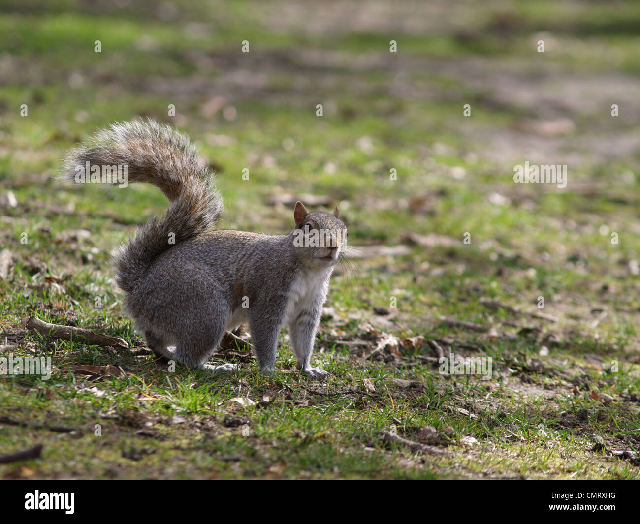 Closeup grey squirrel front paw hi-res stock photography and images - Alamy