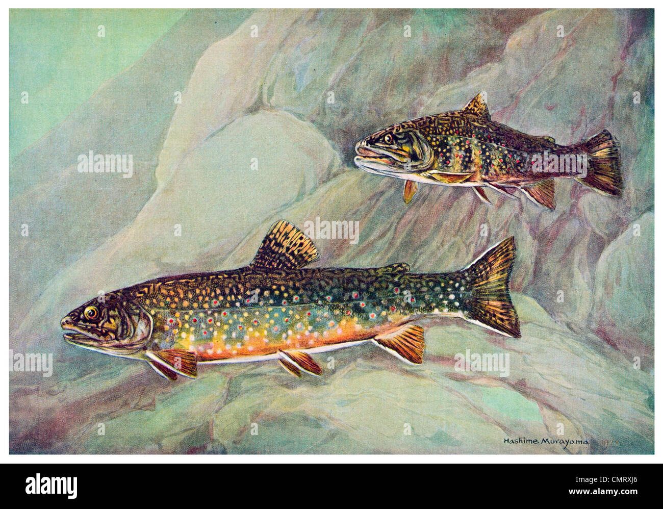 Salvelinus High Resolution Stock Photography and Images - Alamy
