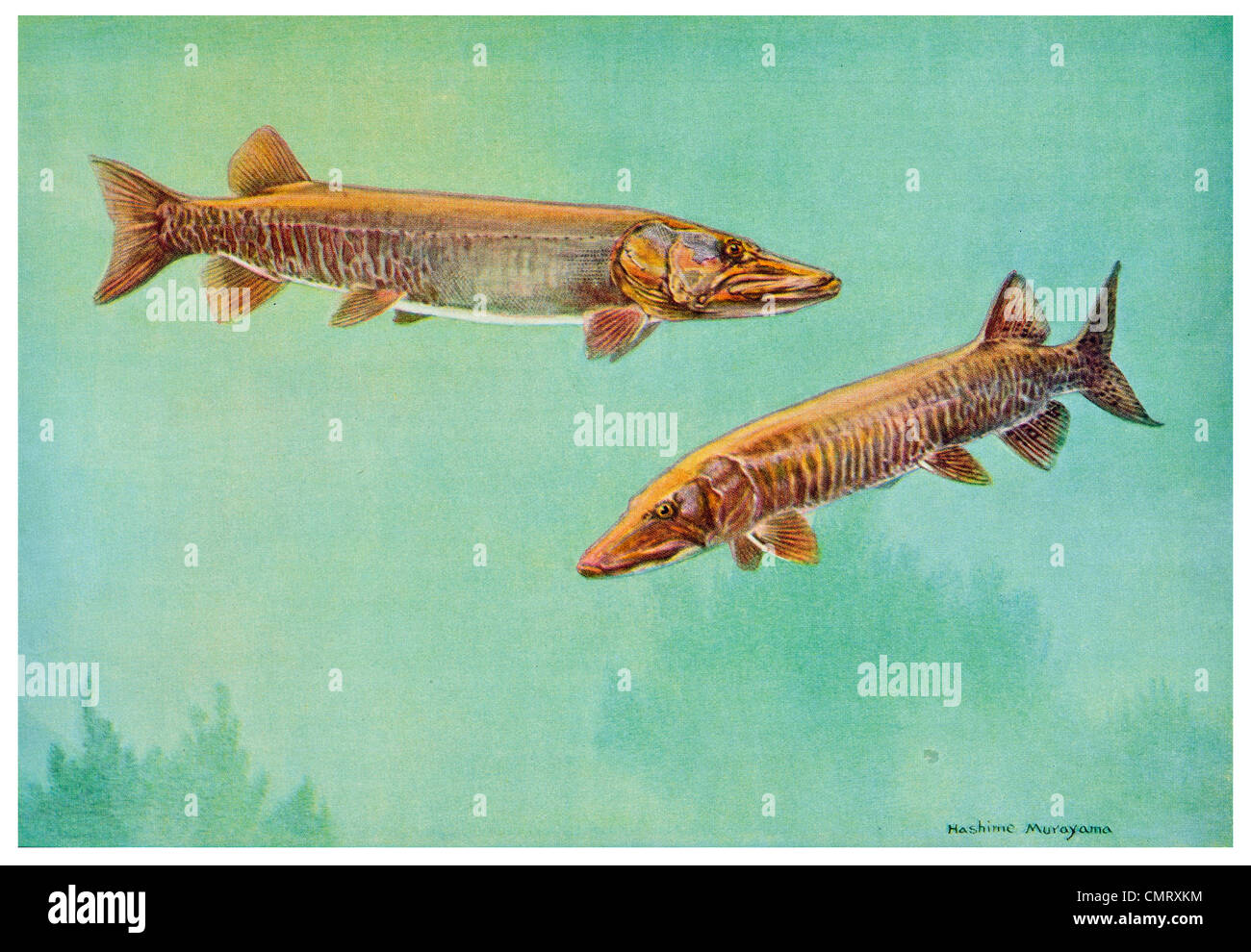Muskellunge hi-res stock photography and images - Alamy