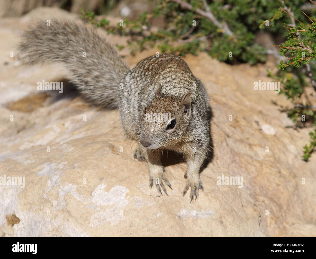 Squirrel wild hi-res stock photography and images - Alamy