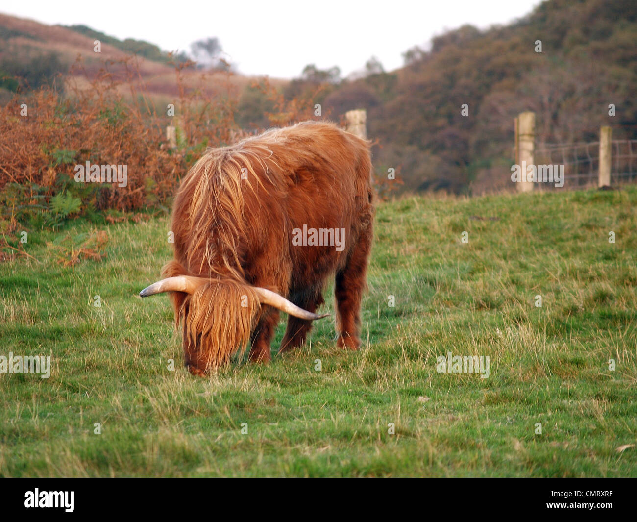 Scottish higland cow Stock Photo - Alamy