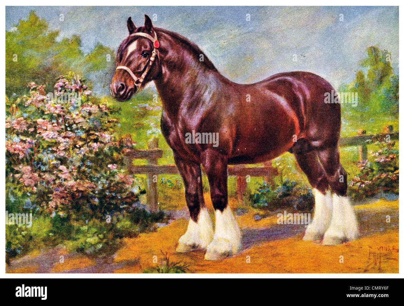 White shire horse hi-res stock photography and images - Alamy