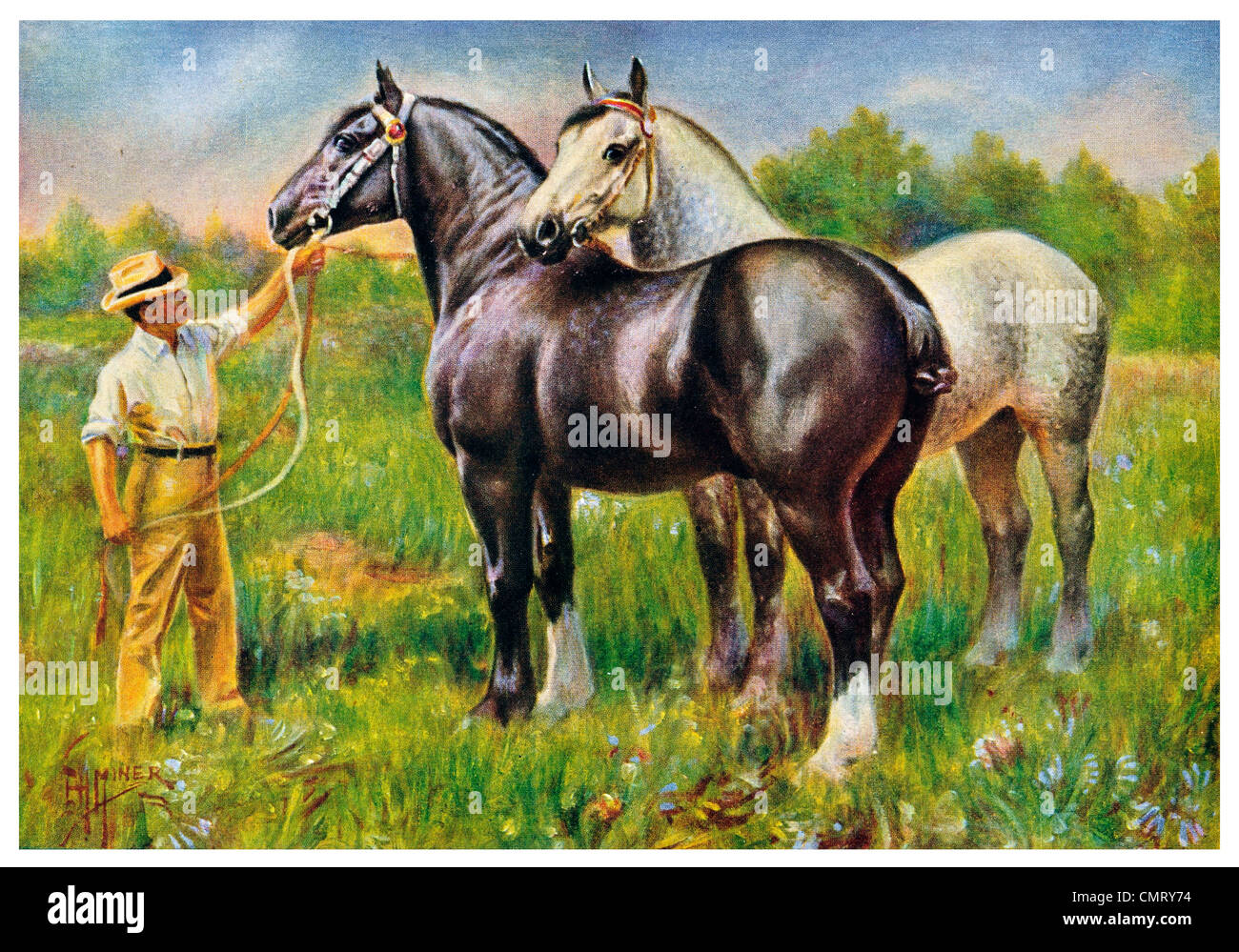 Black percheron horse hi-res stock photography and images - Alamy