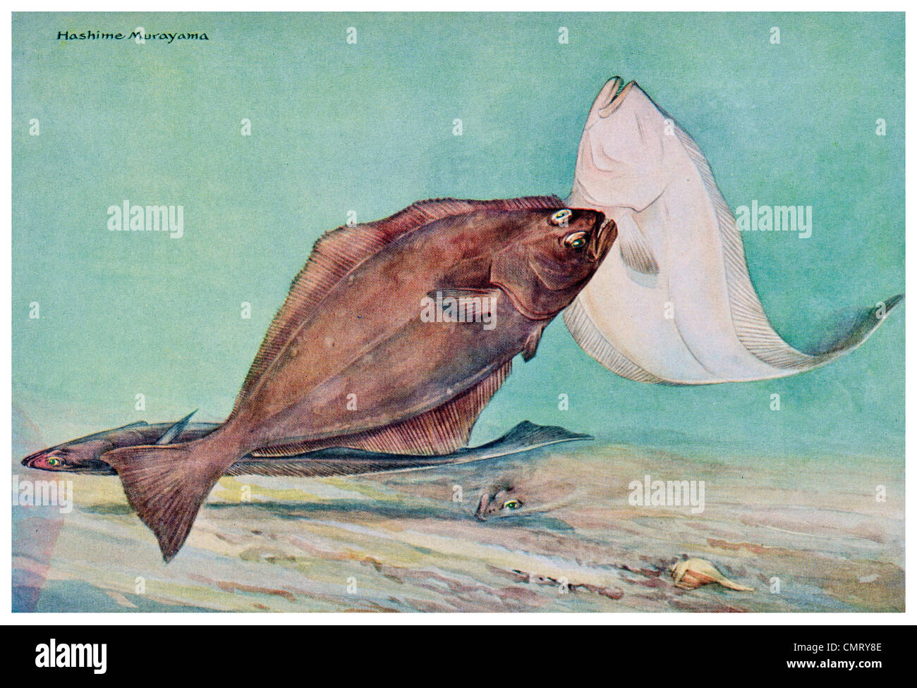 Drawing Halibut High Resolution Stock Photography and Images - Alamy