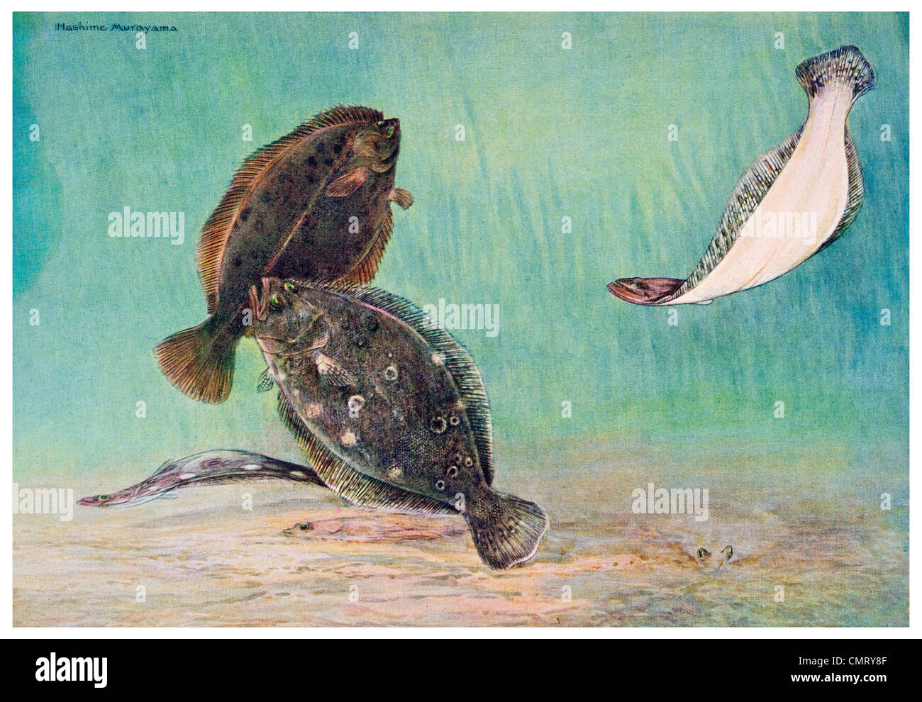 Winter Flounder Drawing