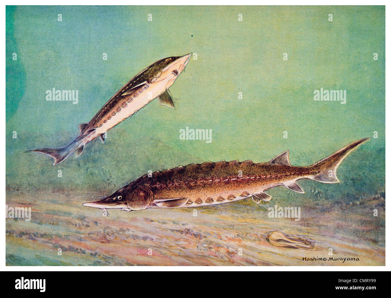 Black sea sturgeon hi-res stock photography and images - Alamy