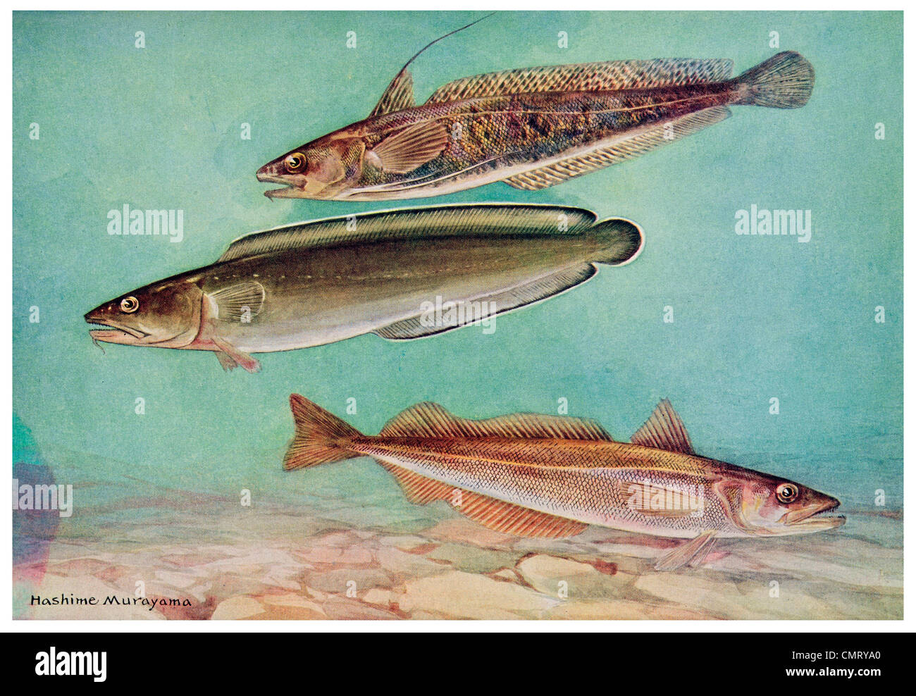1923 Squirrel Hake, Cusk, Whiting Stock Photo - Alamy
