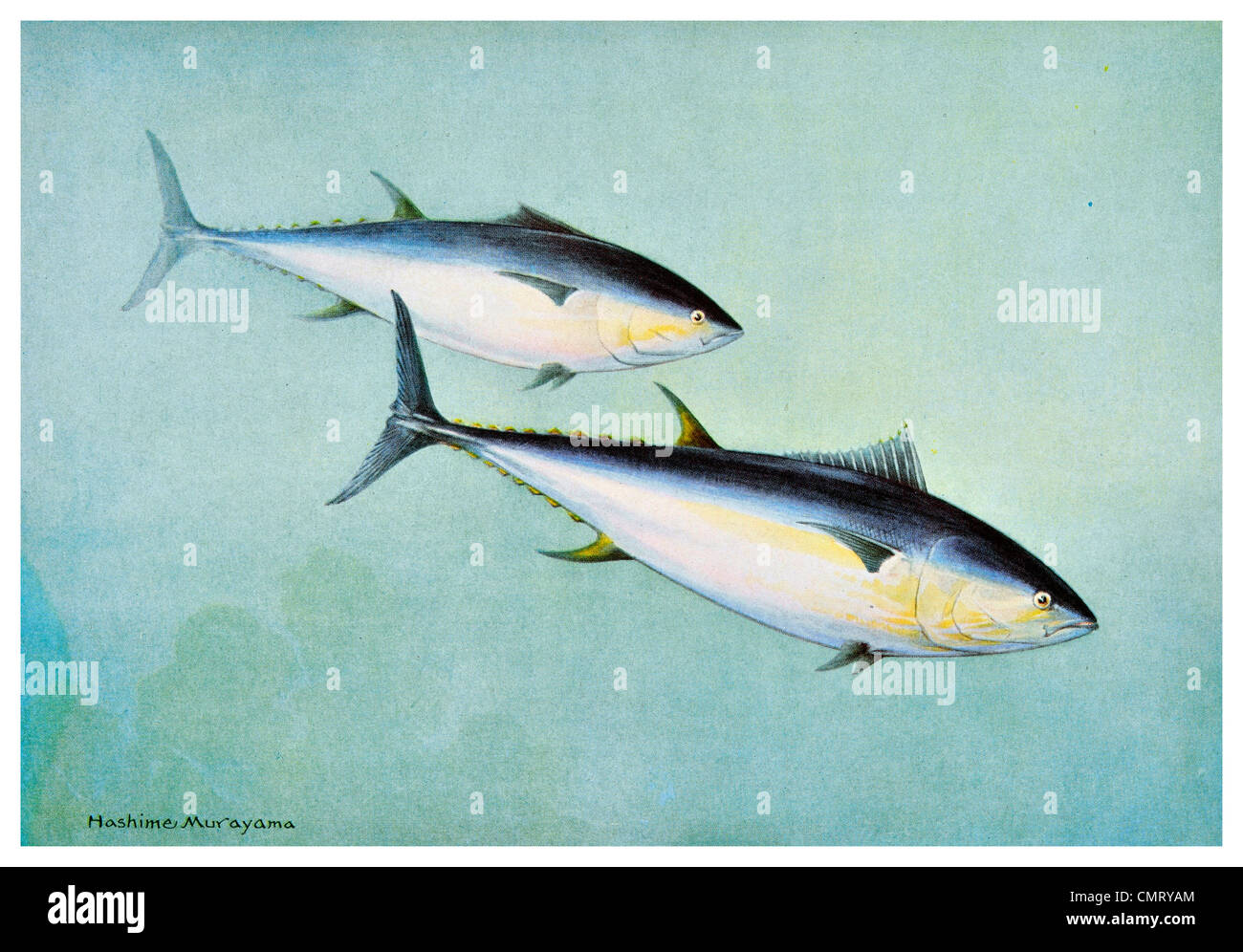 Thunnus thynnus hi-res stock photography and images - Alamy