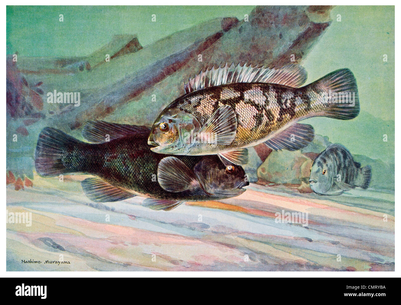 1923 Tautog Tautoga onitis Stock Photo - Alamy