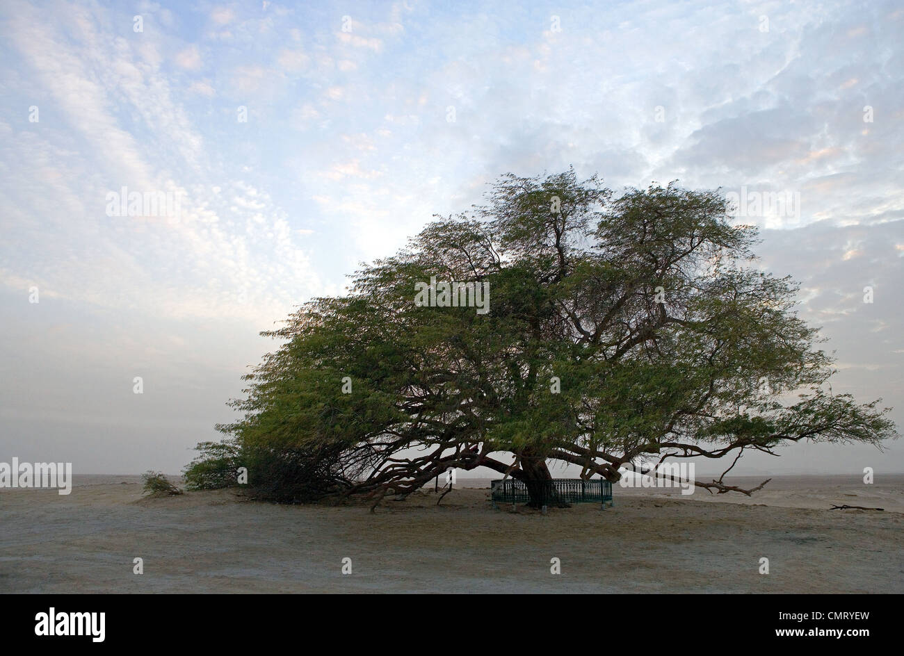Bahrain tree of life hi-res stock photography and images - Alamy