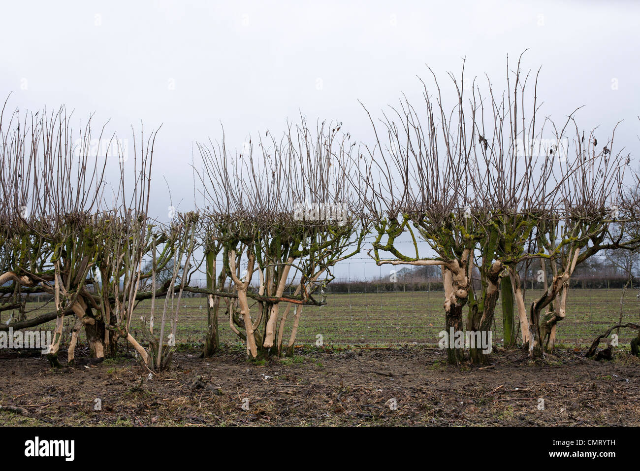 Neglected Dying High Resolution Stock Photography and Images - Alamy