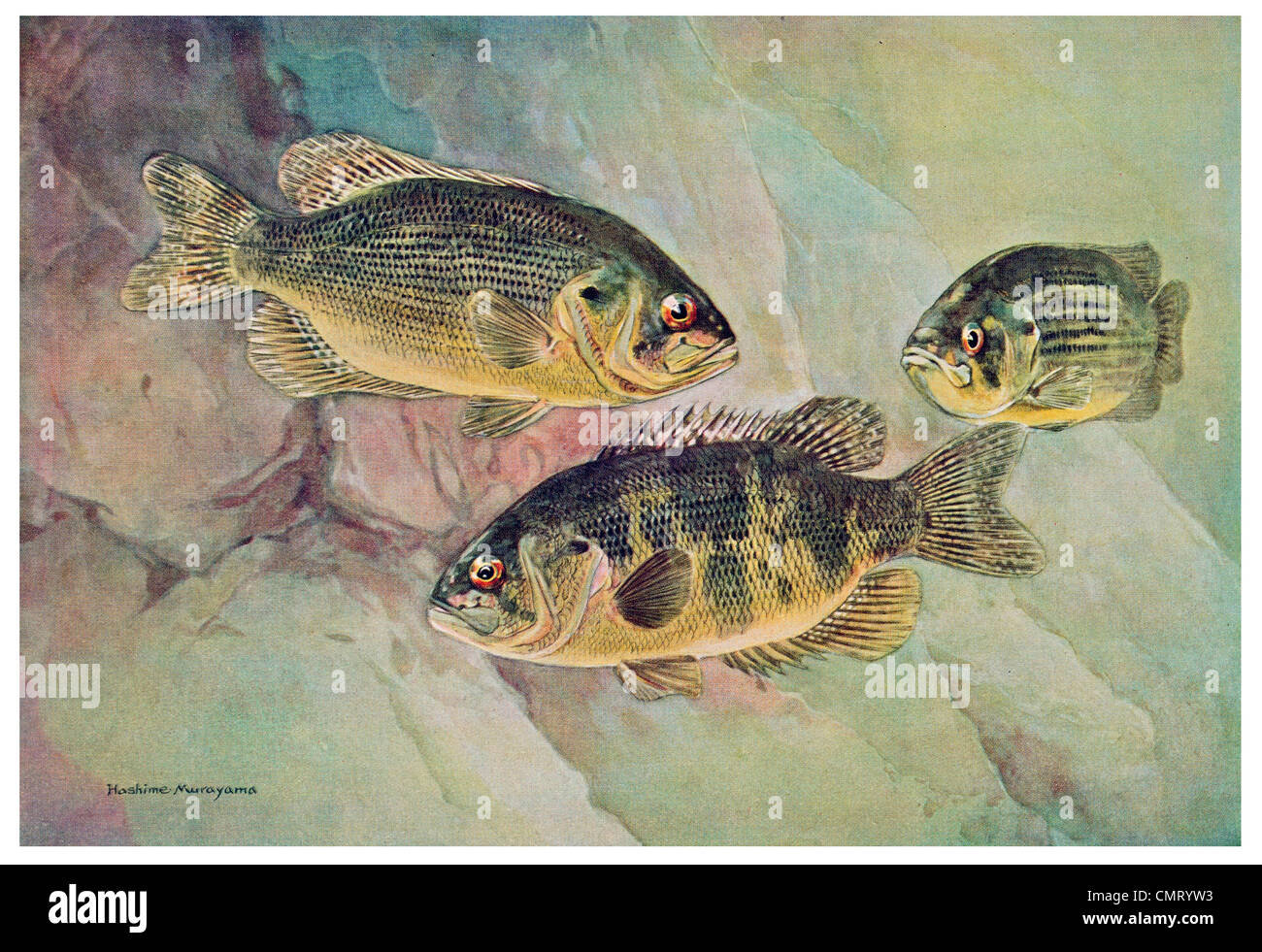 Hadal hi-res stock photography and images - Alamy