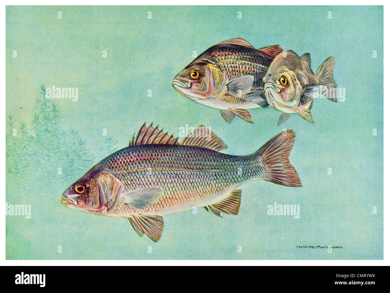 1923 White Perch Morone americana Stock Photo - Alamy