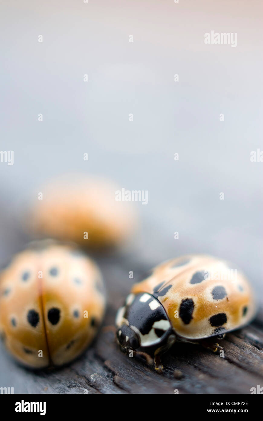 Ladybug Close Up High Resolution Stock Photography and Images - Alamy