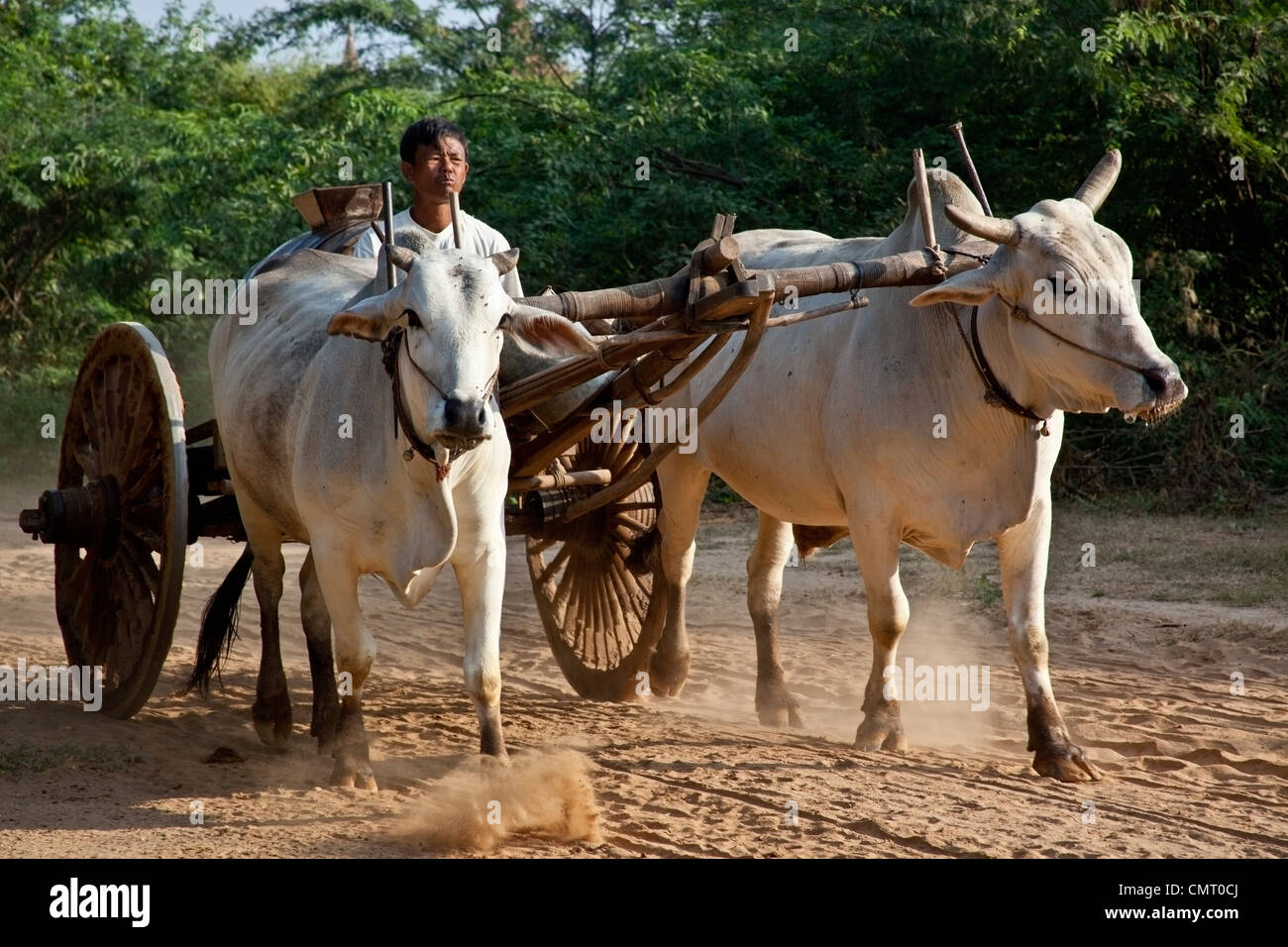 Bagan bullock cart hi-res stock photography and images - Alamy
