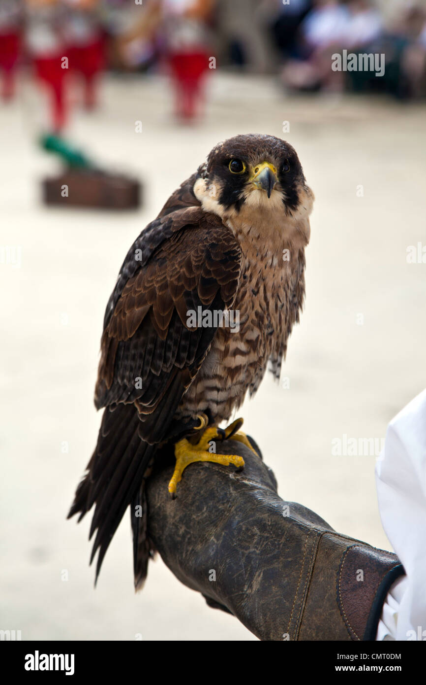Peregrine falcon new york hi-res stock photography and images - Alamy