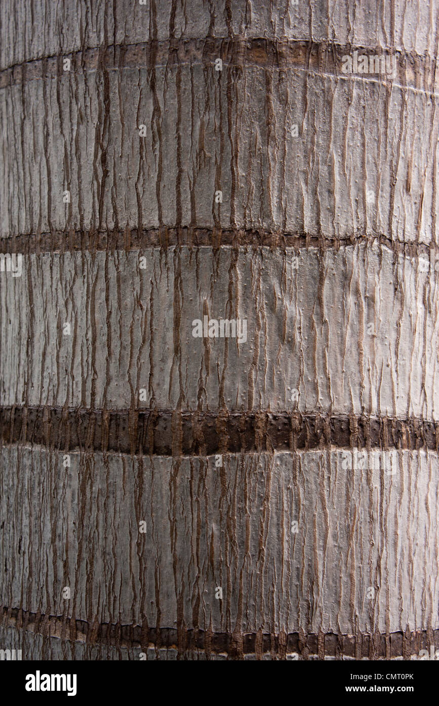Texture of palm tree Stock Photo - Alamy