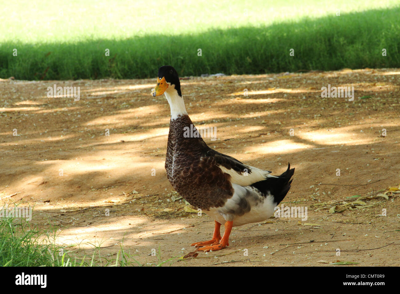 Alone duck hi-res stock photography and images - Alamy