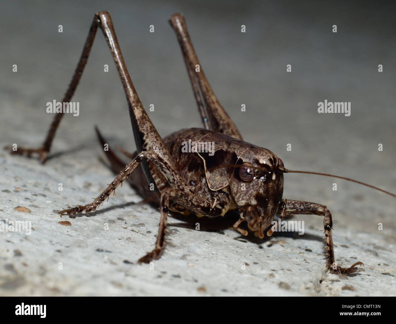 Giant brown grasshopper hi-res stock photography and images - Alamy