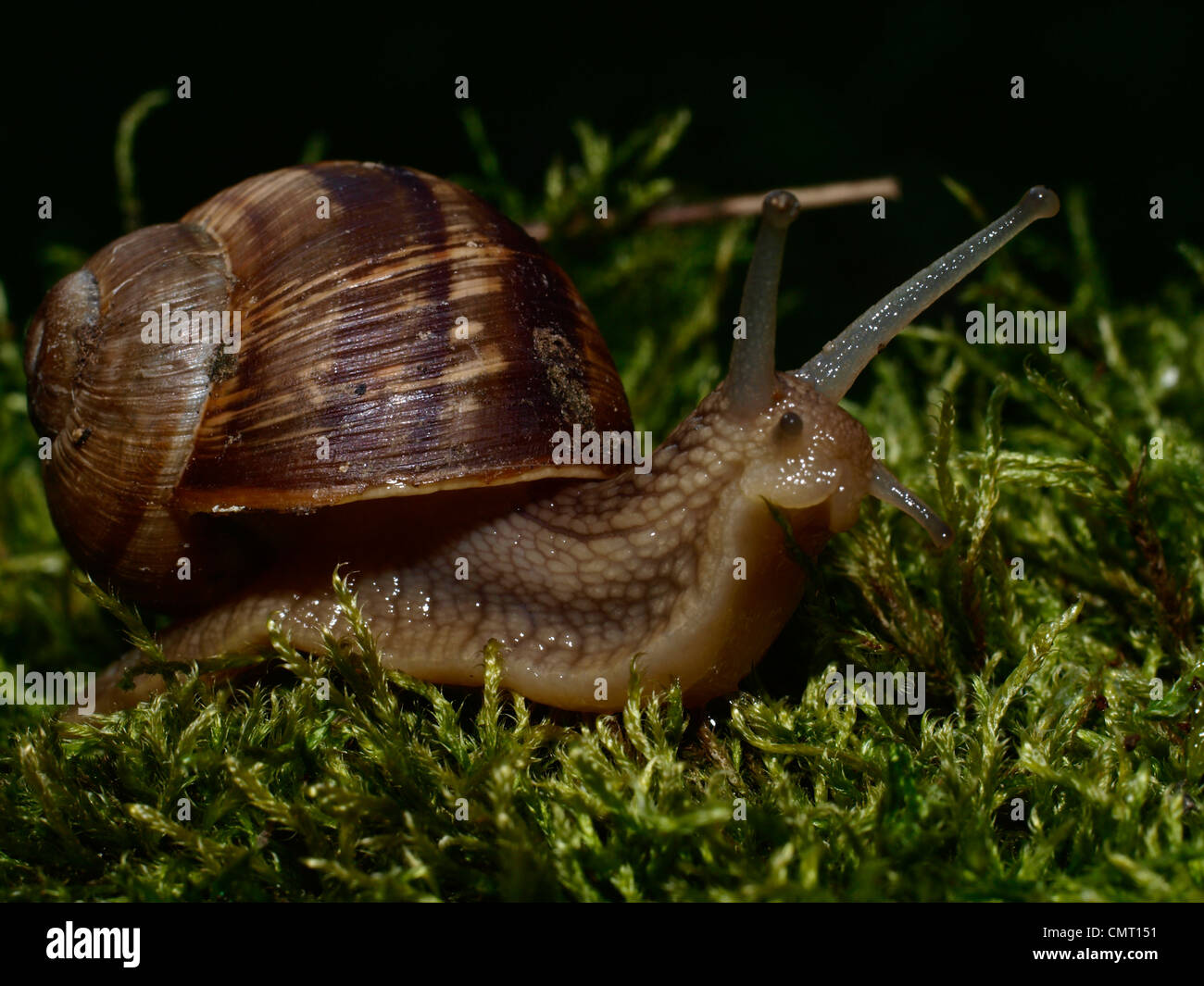 Roman wildlife hi-res stock photography and images - Alamy