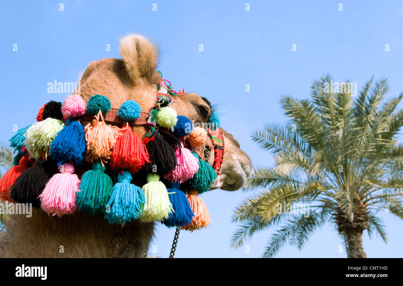 Bahrain, Manama, e decorated camel in a garden of the city Stock Photo ...