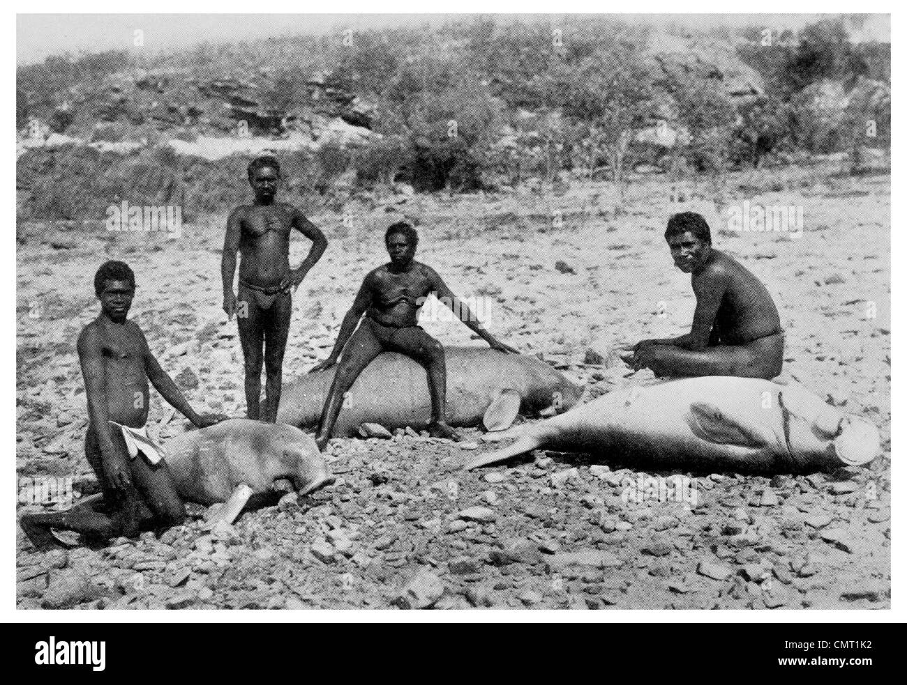Dugong hi-res stock photography and images - Alamy