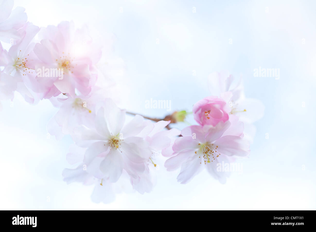 Relaxing and delicate spring flower background Stock Photo - Alamy
