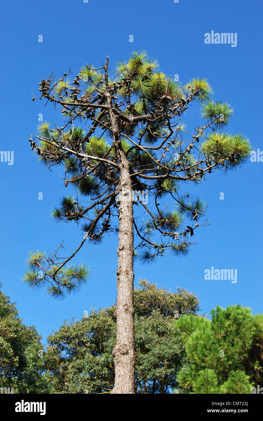 Maritime pine tree detail on blue sky in summer Stock Photo - Alamy