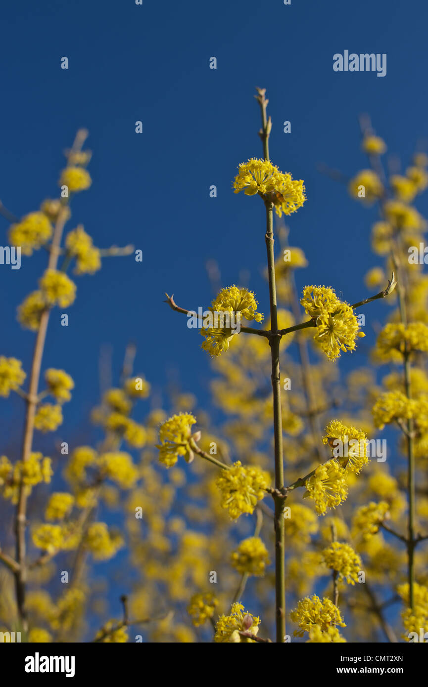 Cornelian cherry, cornel cherry tree, European Cornel, Cornus mas ...