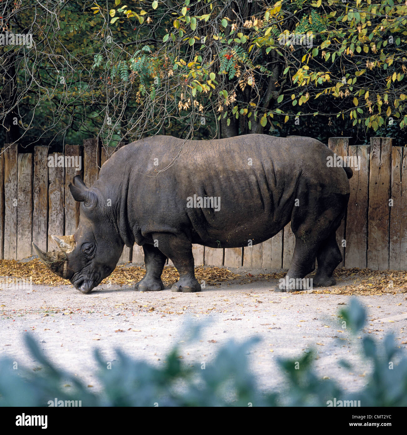 Nashorn im Tierpark Dortmund-Bruenninghausen, Ruhrgebiet, Nordrhein ...