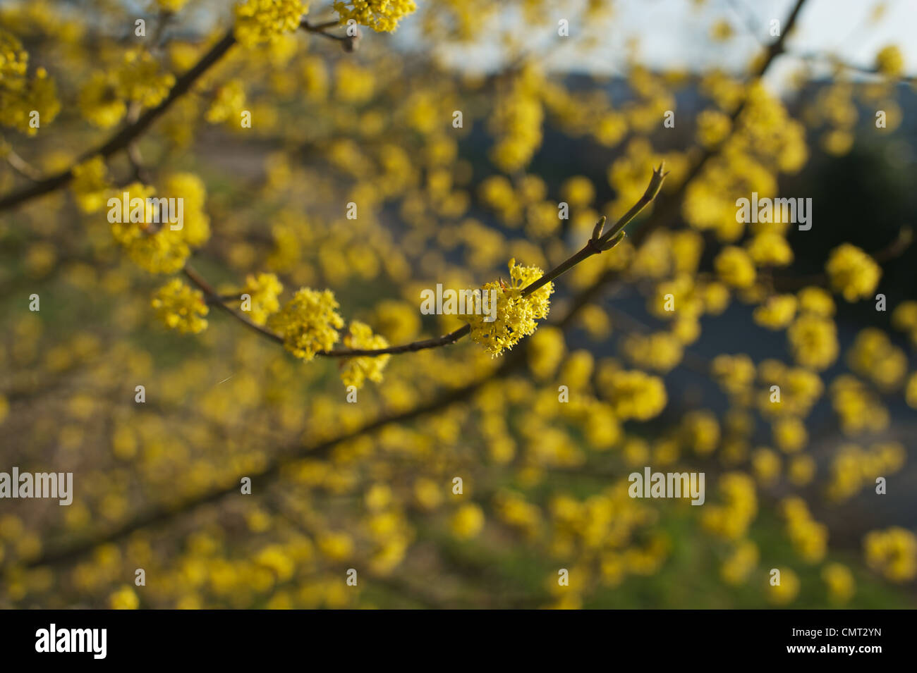 Cornelian cherry, cornel cherry tree, European Cornel, Cornus mas ...