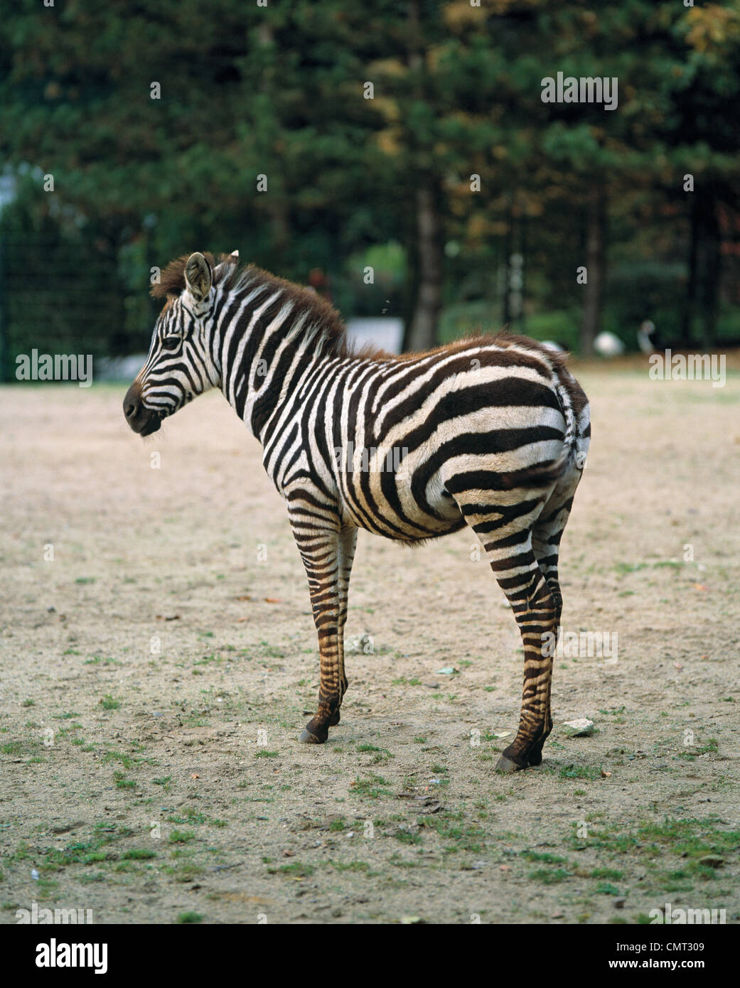 Tierpark Dortmund-Bruenninghausen, Ruhrgebiet, Nordrhein-Westfalen ...