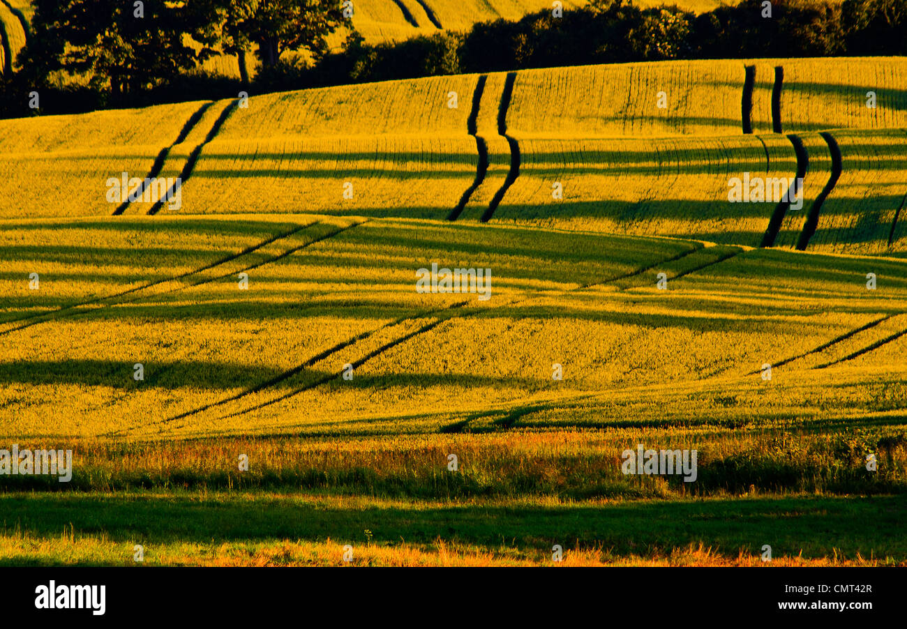 Field of wheat. Poland Stock Photo - Alamy