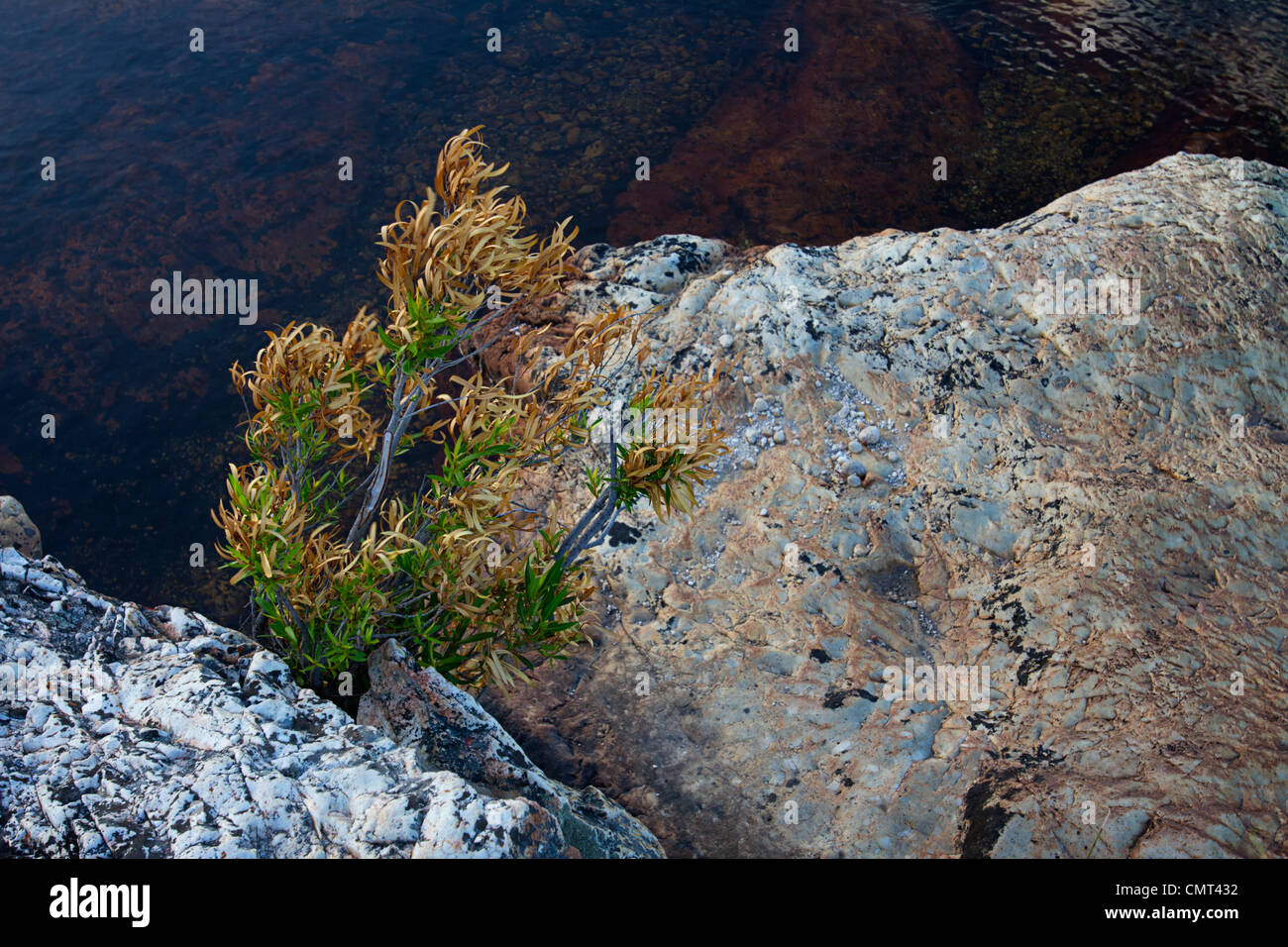 New life after a fire Stock Photo - Alamy