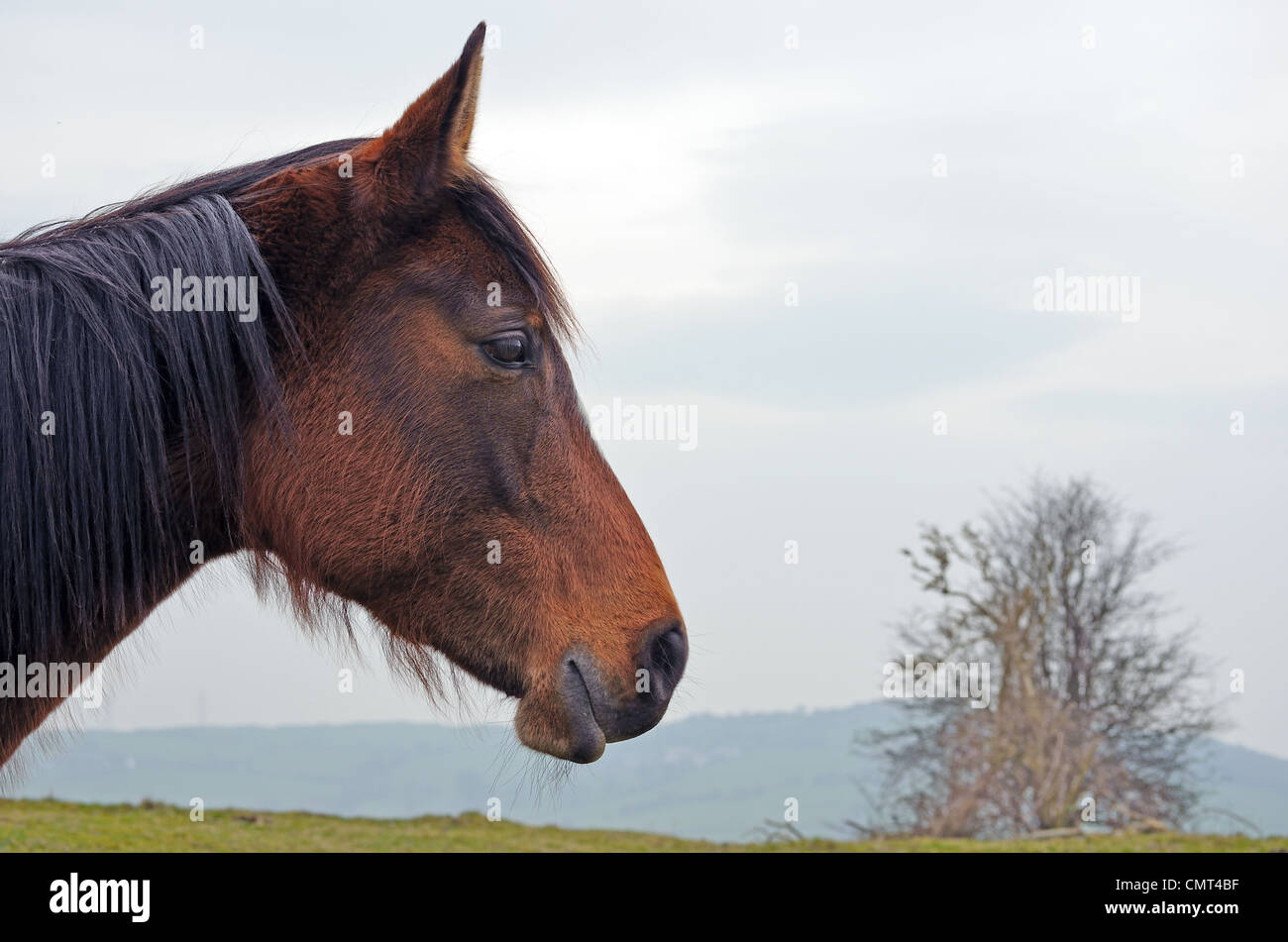 Horses head in profile Stock Photo - Alamy