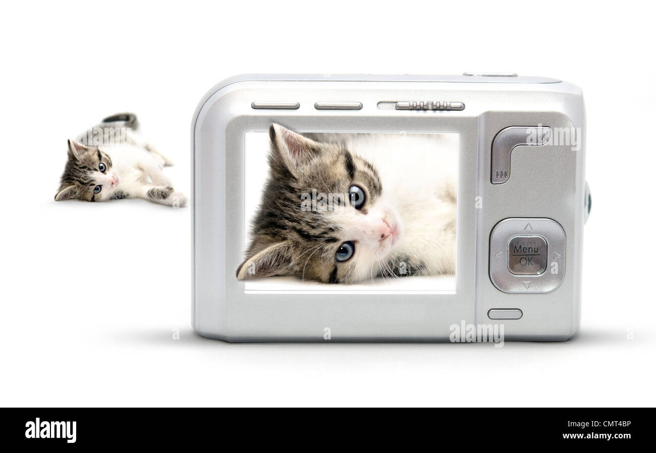 Kitten isolated on white background and a photo camera that makes ...