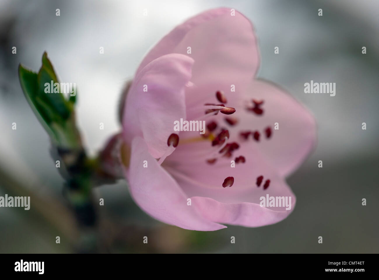 Spring flower blossom hi-res stock photography and images - Alamy